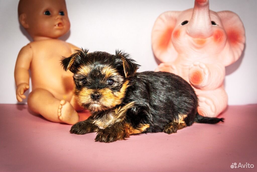 Ласковые девченки и озорные мальчишки