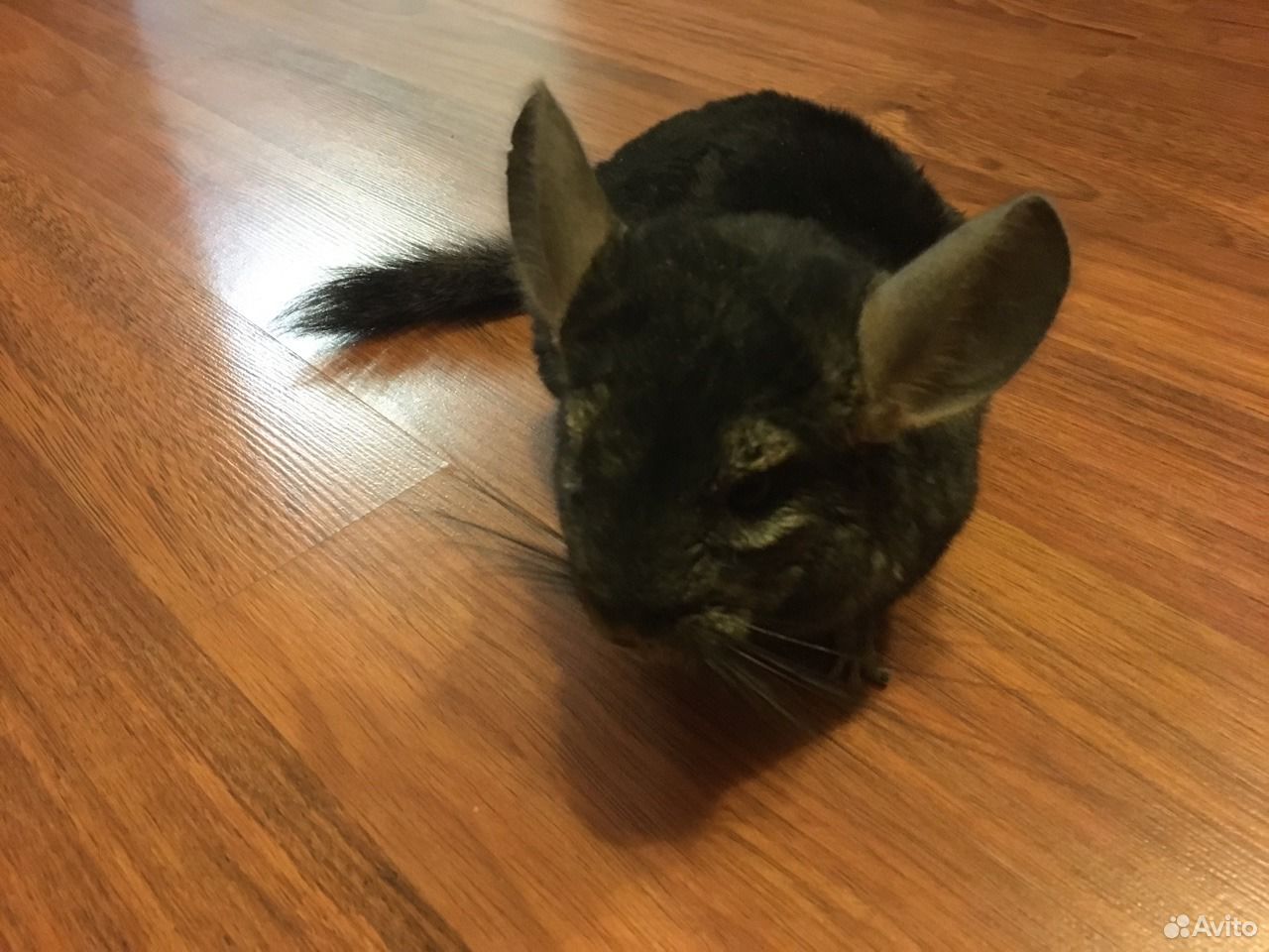 Шиншилла девочка комочек нежности и спокойствия