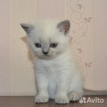 Мальчики прямоушки