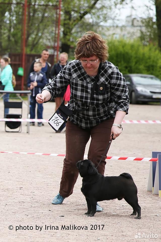 Ищем невесту (Вязка)