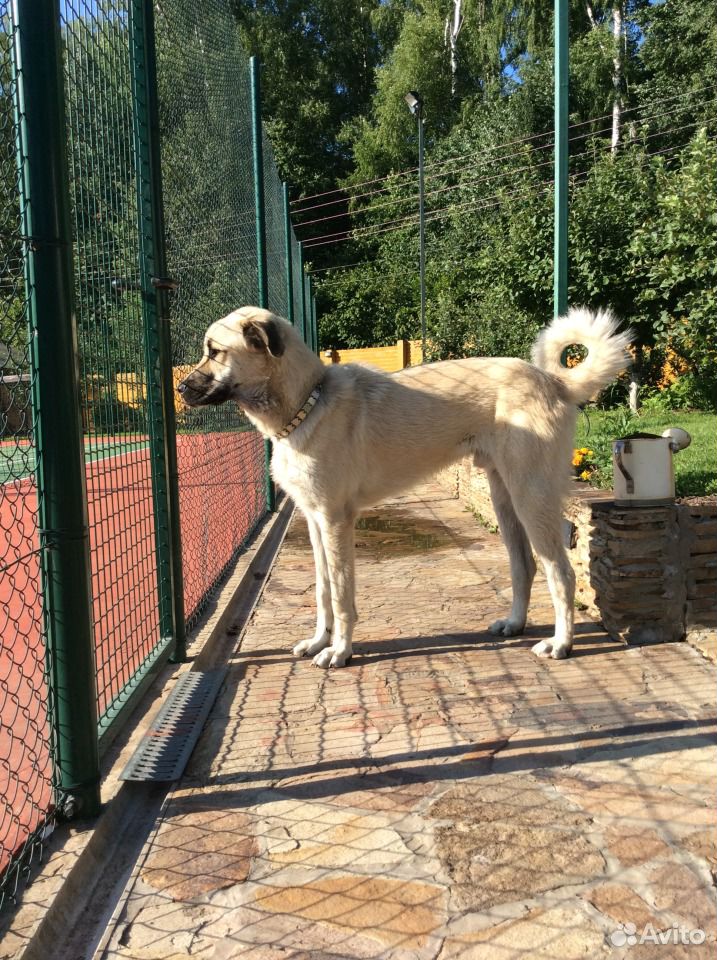 Кангал для вязки