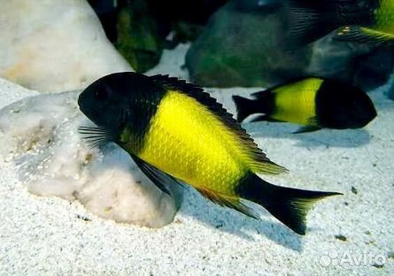 Цихлиды Танганьики