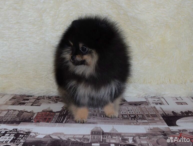 Померанские шпицы. Собачка-мечта