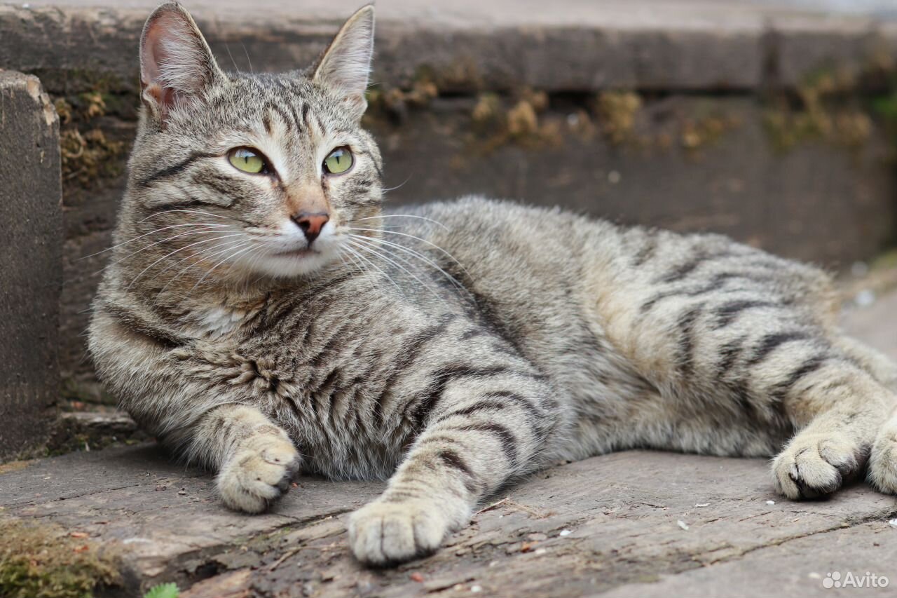 Коты-мышеловы