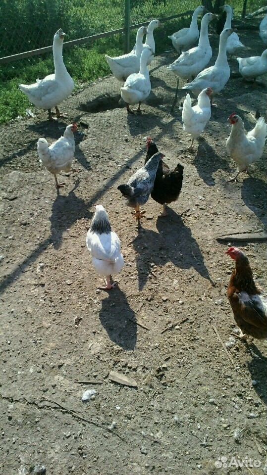 Куры-молодки