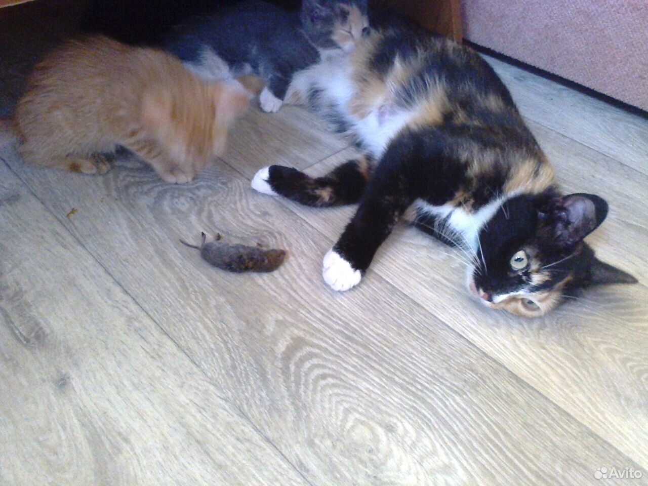 Котята от грозы мышей. Бесплатная доставка на дом