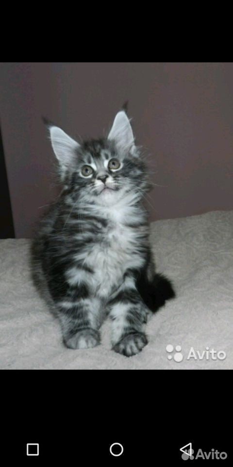 Котята Мейн-Кун