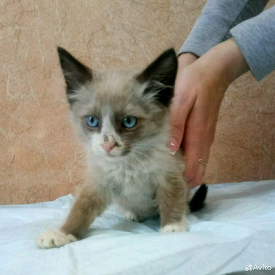 Голубоглазый котенок в дар