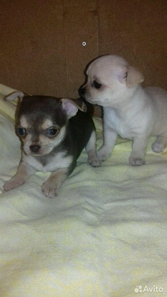Чихуахуа щенки