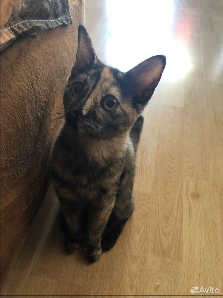 Котята в дар