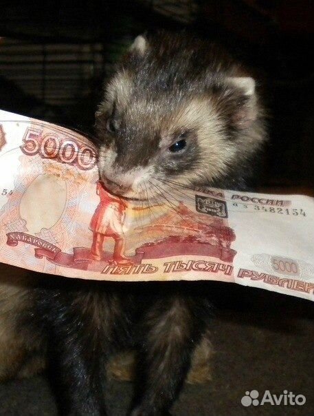 Декоративный хоря