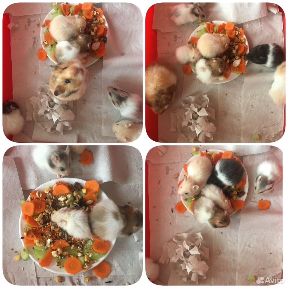 Сирийские хомячки, Клетки