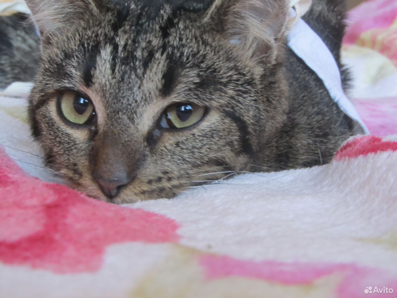 Кошечка в хорошие руки