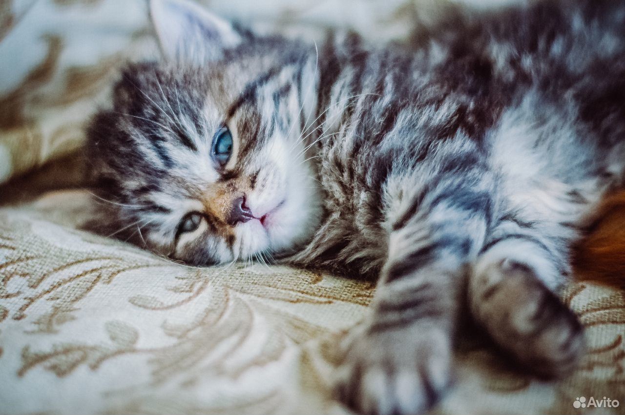 Сибирский котёнок (девочка), черепахового окраса