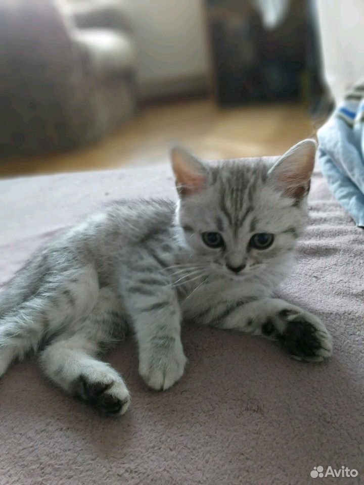 Котёнок