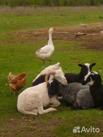 Овцы, ярки, барашки на мясо и на племя