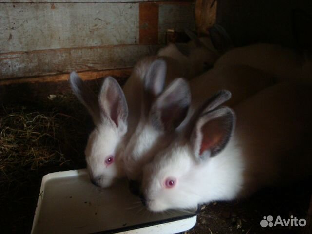 Калифорнийцы