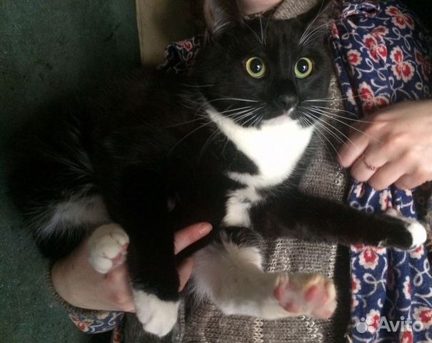 Очень красивый и ласковый котенок в добрые руки
