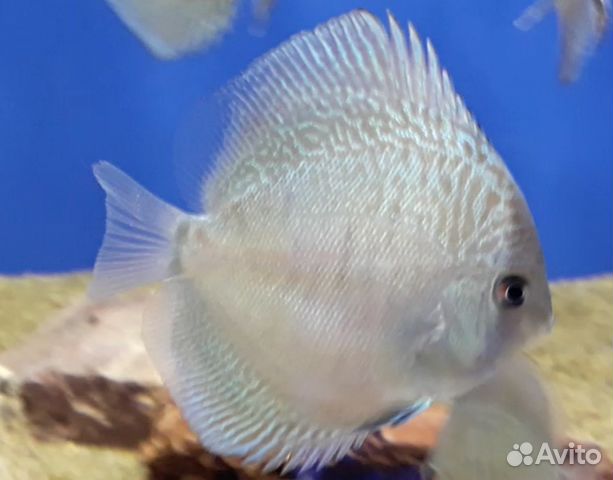 Дискус Голубой Скорпион