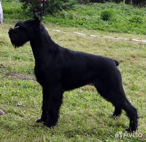 Ризеншнауцера щенок