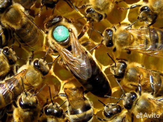 Пчеломатки