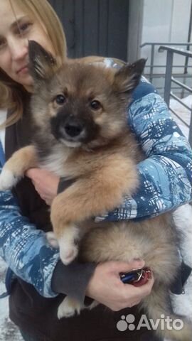 Красавец Соломон - маленький лисенок