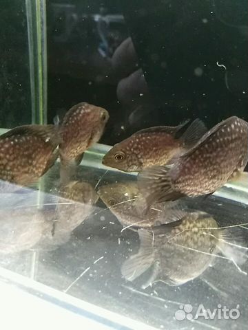 Цихлиды(бриллиантовый попугай)