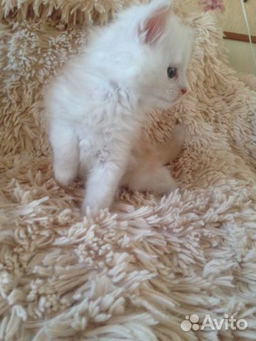 Котенок мейн-кун