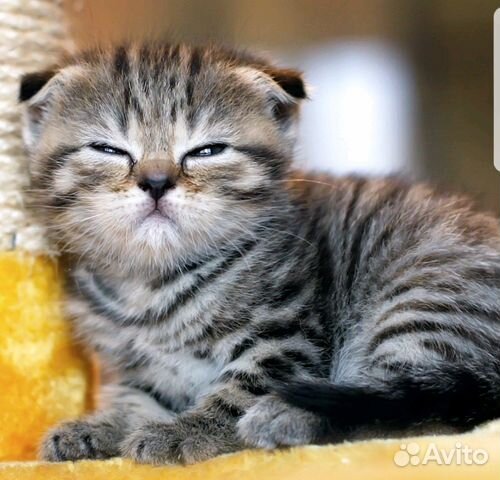 Котенок вислоухий мальчик золотистый тебби