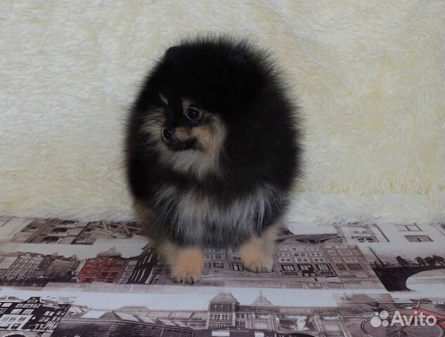 Померанские шпицы. Собачка-мечта
