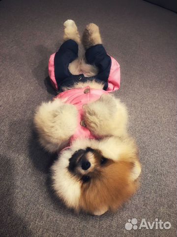 Суперпушистый Мишка Померанский Шпиц