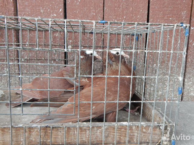 Продам голубей