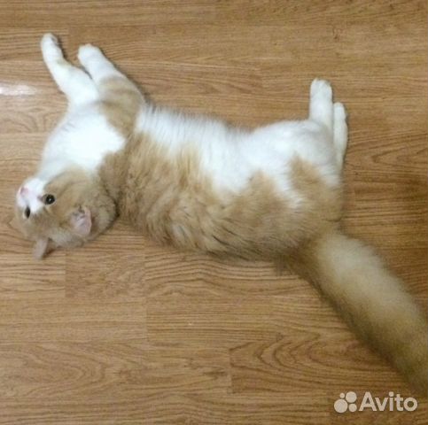 Вязка. Ищем невесту для рыже-белого котика