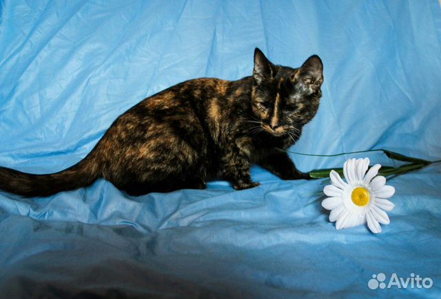 Котенок ласкуша