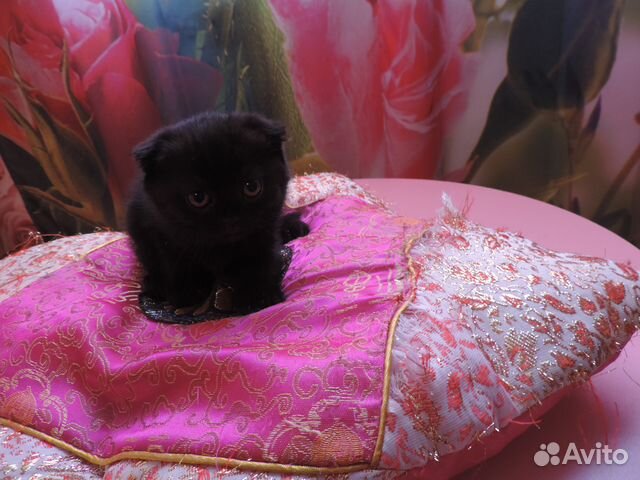 Британские котята