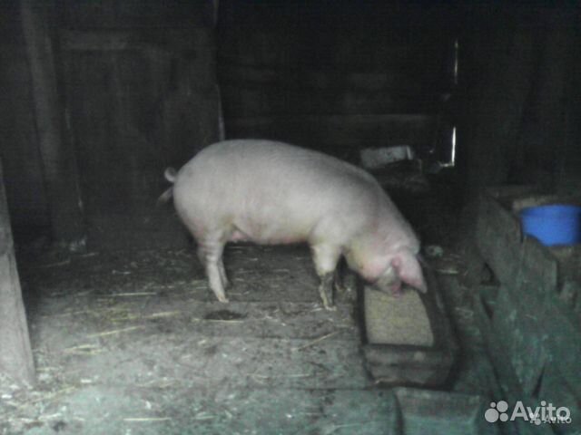 Продаю свинину