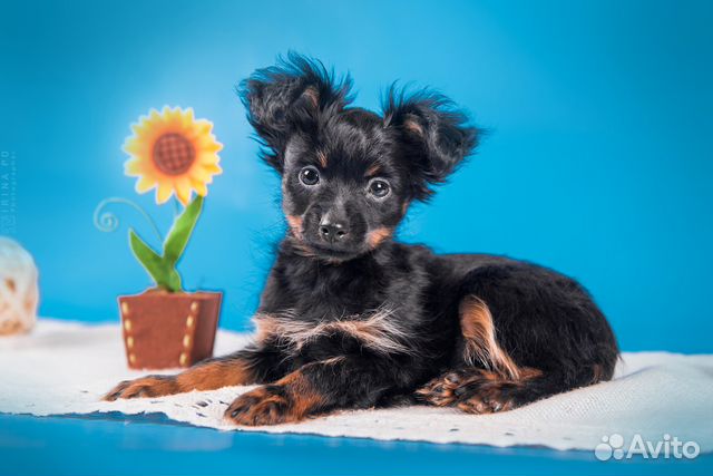 Щенок той-терьера Галант РКФ