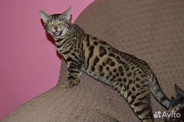 Девушка в разведение