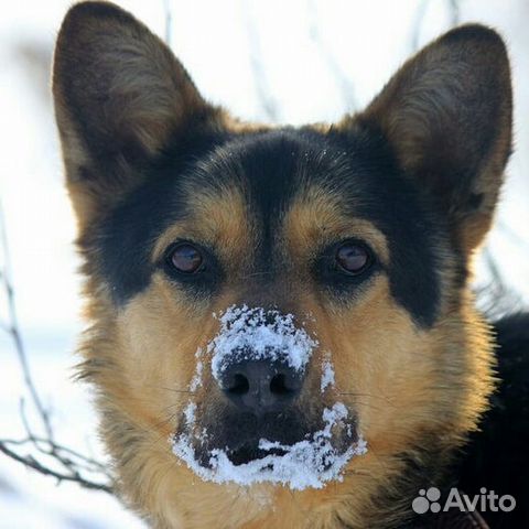 Мартын ищет дом