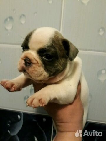 Французский бульдог