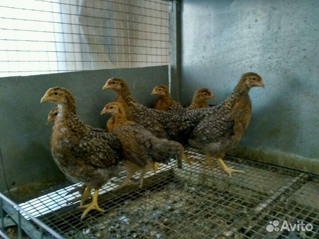 Билефельдеры