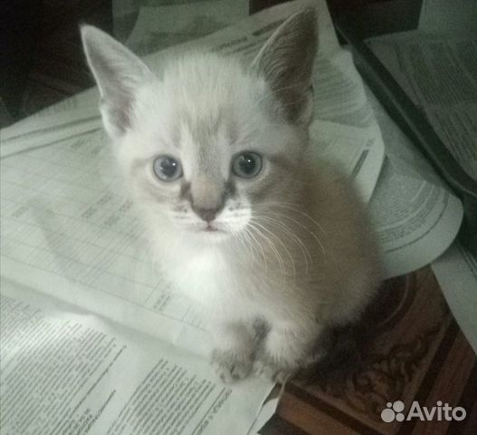 Красивые котята даром