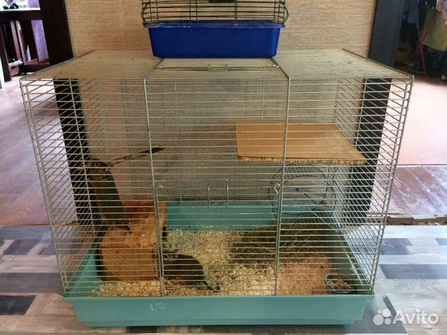 Дегу мальчики