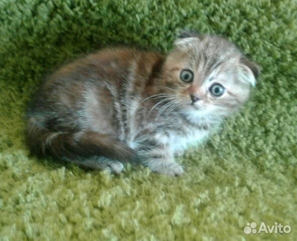 Котенок шотландский вислоухмй