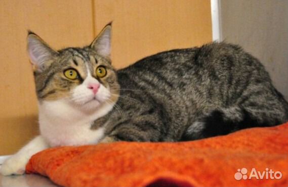 Котик Шустрик