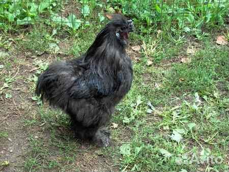 Инкубационное яйцо китайских шелковых.Цыплята