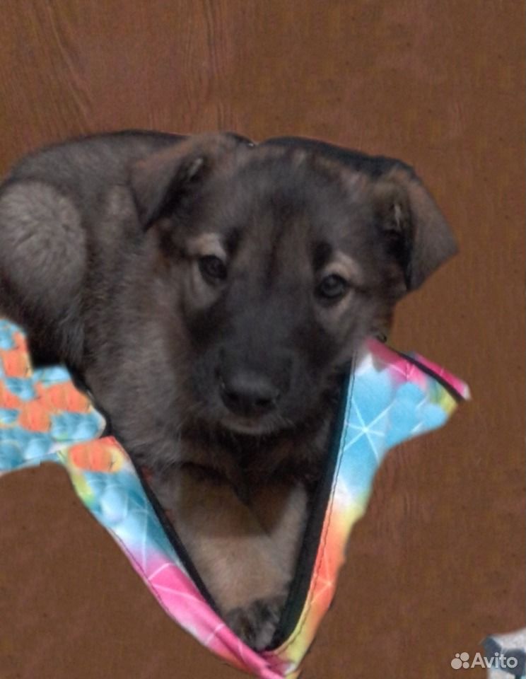 Щенки - позитивные "медвежатки" в добрые руки