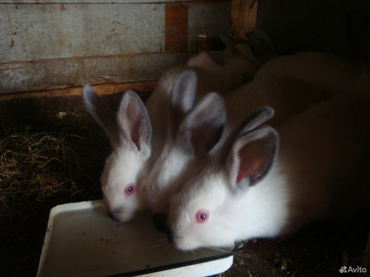 Калифорнийцы