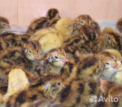 Перепелята перепелки инкубационное яйцо