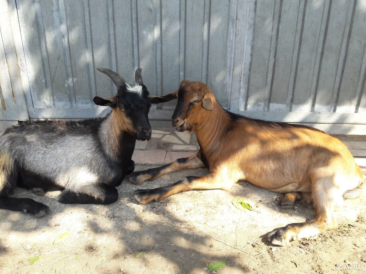 Козлята альпийские